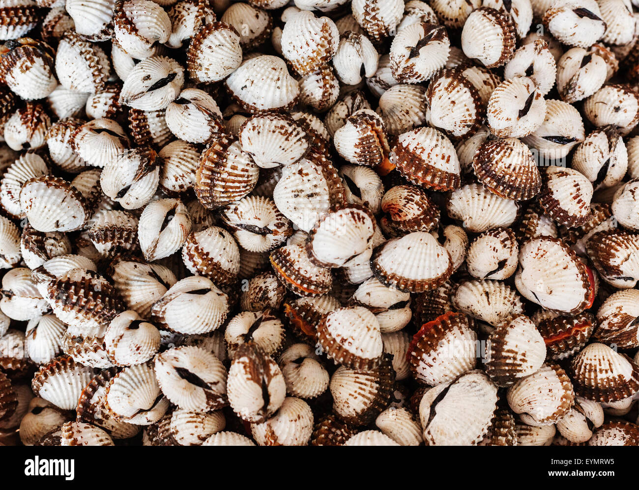 Scallops close up background texture Stock Photo - Alamy
