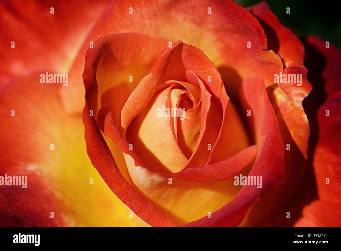 Close up of orange color rose Stock Photo - Alamy