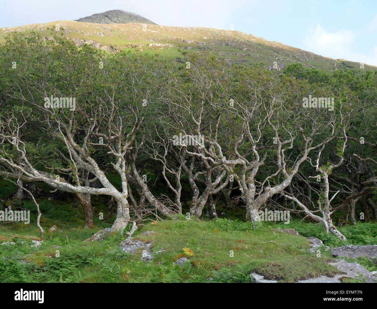 Oak tree isle of mull High Resolution Stock Photography and Images - Alamy