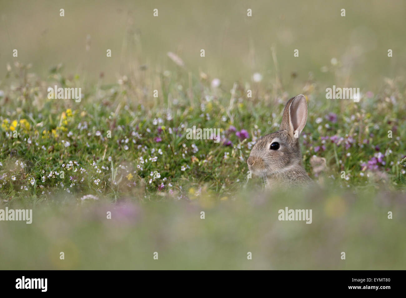 Rabbit, Oryctolagus cuniculus, single mammal on grass, Mull, Scotland ...