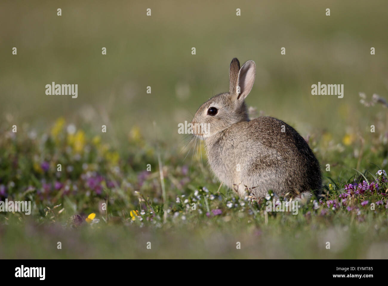 Rabbit, Oryctolagus cuniculus, single mammal on grass, Mull, Scotland ...