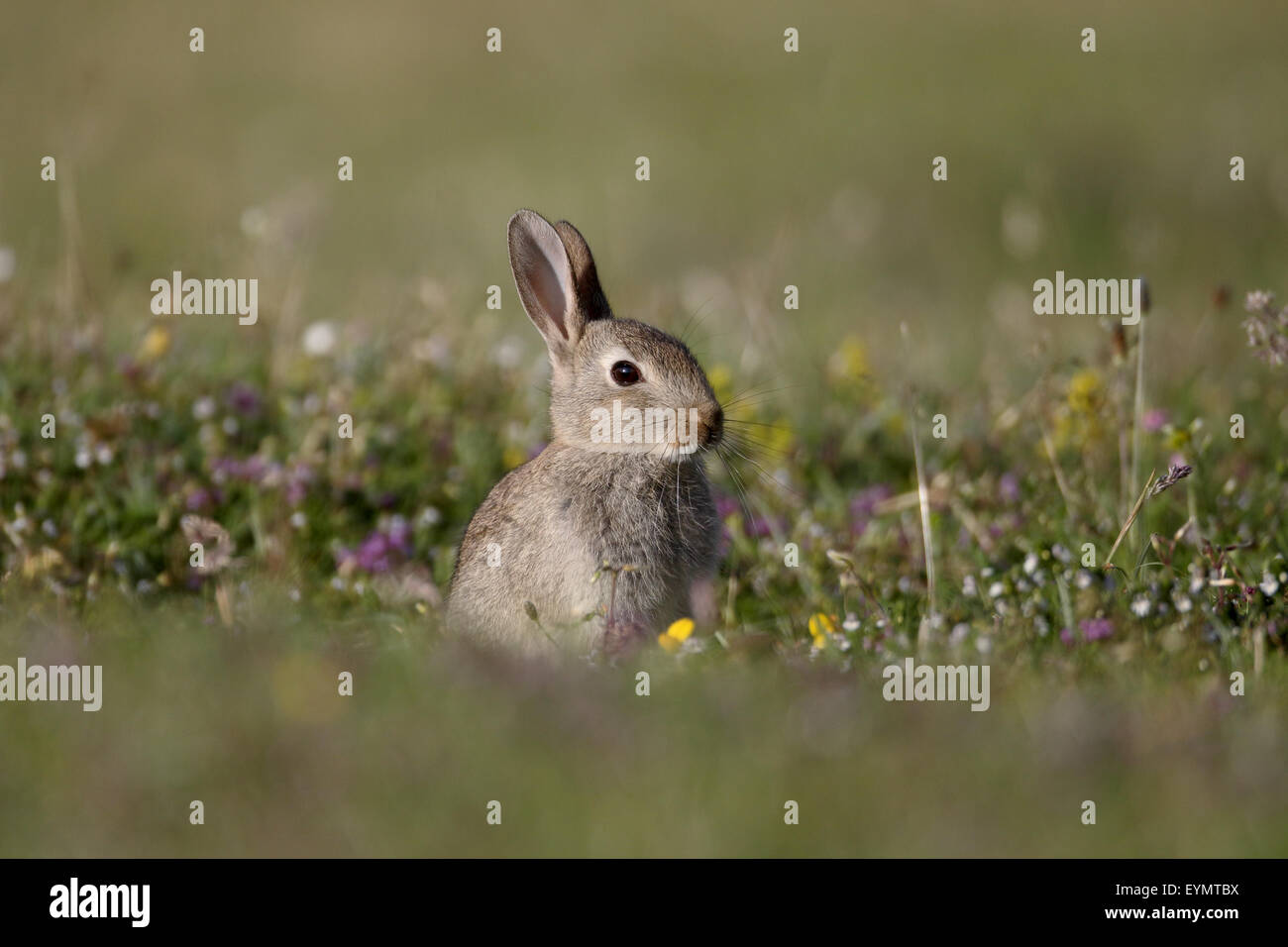 Rabbit, Oryctolagus cuniculus, single mammal on grass, Mull, Scotland ...