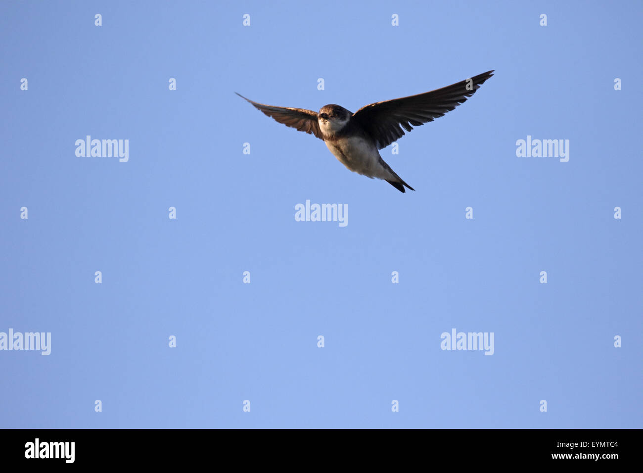 Sand martin, Riparia riparia, single bird in flight, Mull, Scotland ...