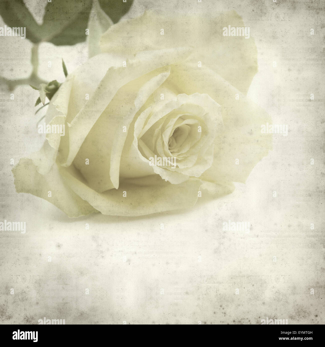 textured old paper background with pale yellow rose Stock Photo - Alamy