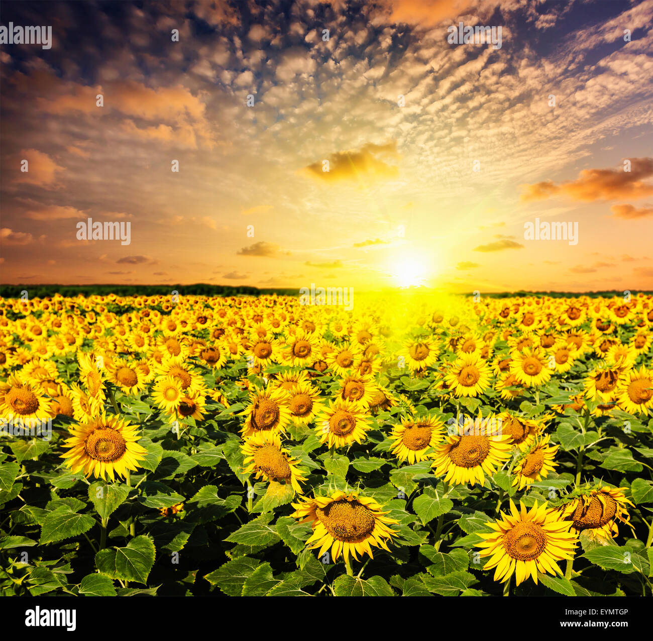 Idyllic scenic landscape - sunflower field on sunset with dramatic ...