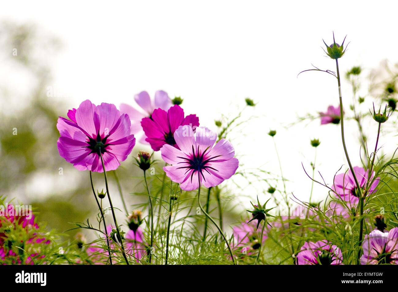 beautiful group field of bloom flowers Cosmos bipinnatus Stock Photo ...