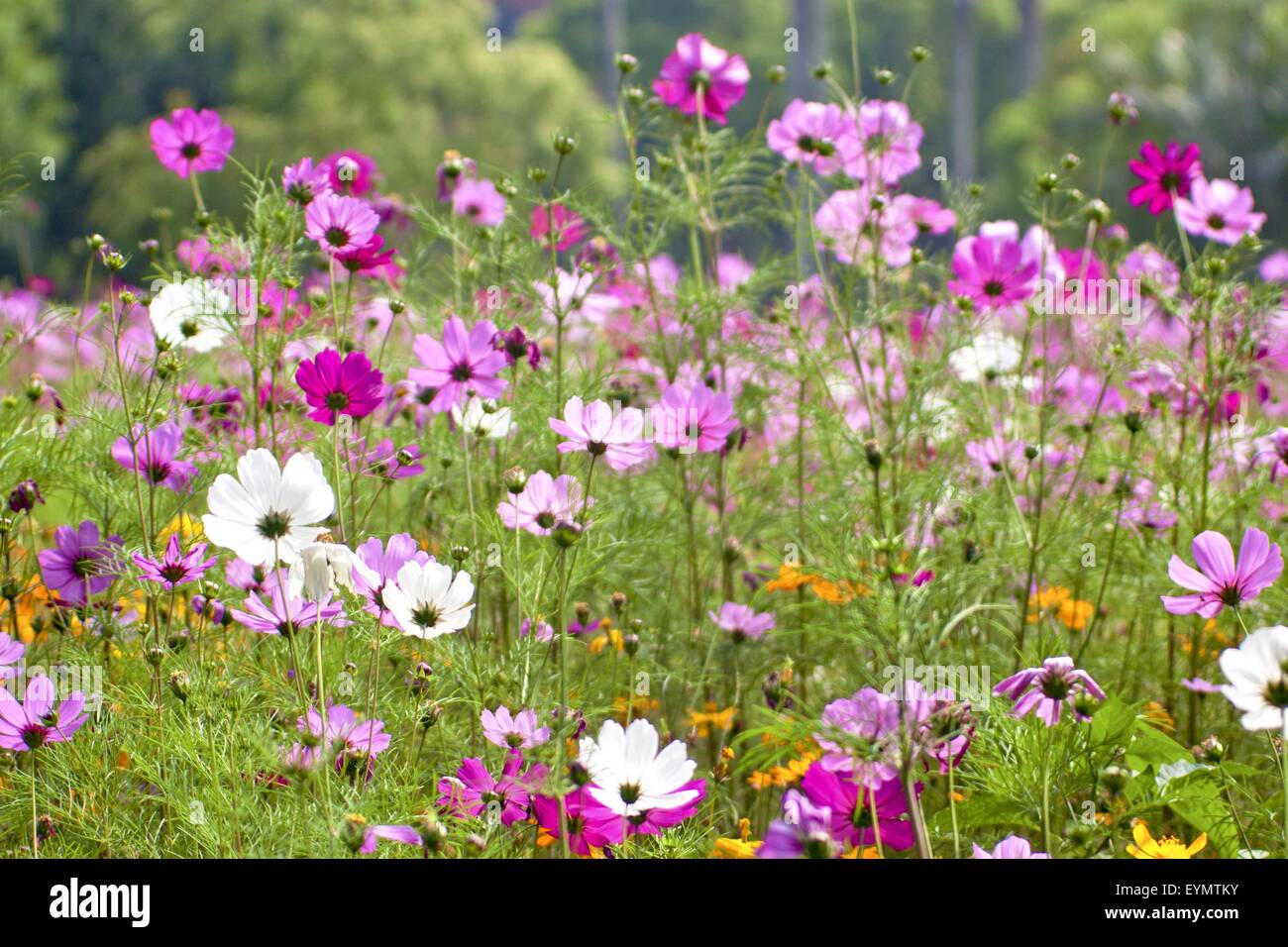beautiful group field of bloom flowers Cosmos bipinnatus Stock Photo ...