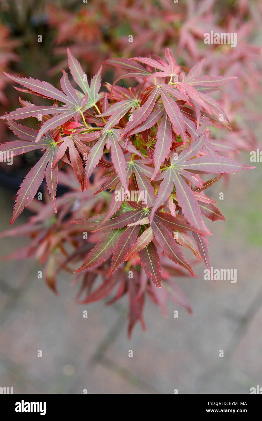 Acer Palmatum Aratama or also known as Japanese Maple Stock Photo - Alamy
