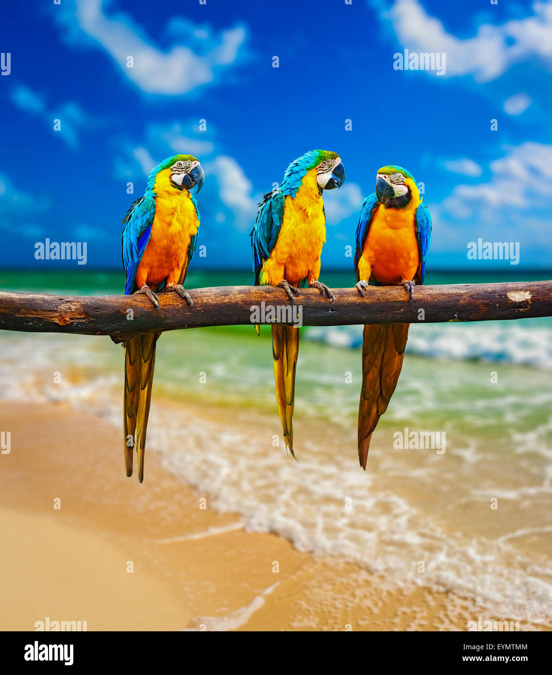 Tropical vacation concept - three parrots Blue-and-Yellow Macaw Ara ...