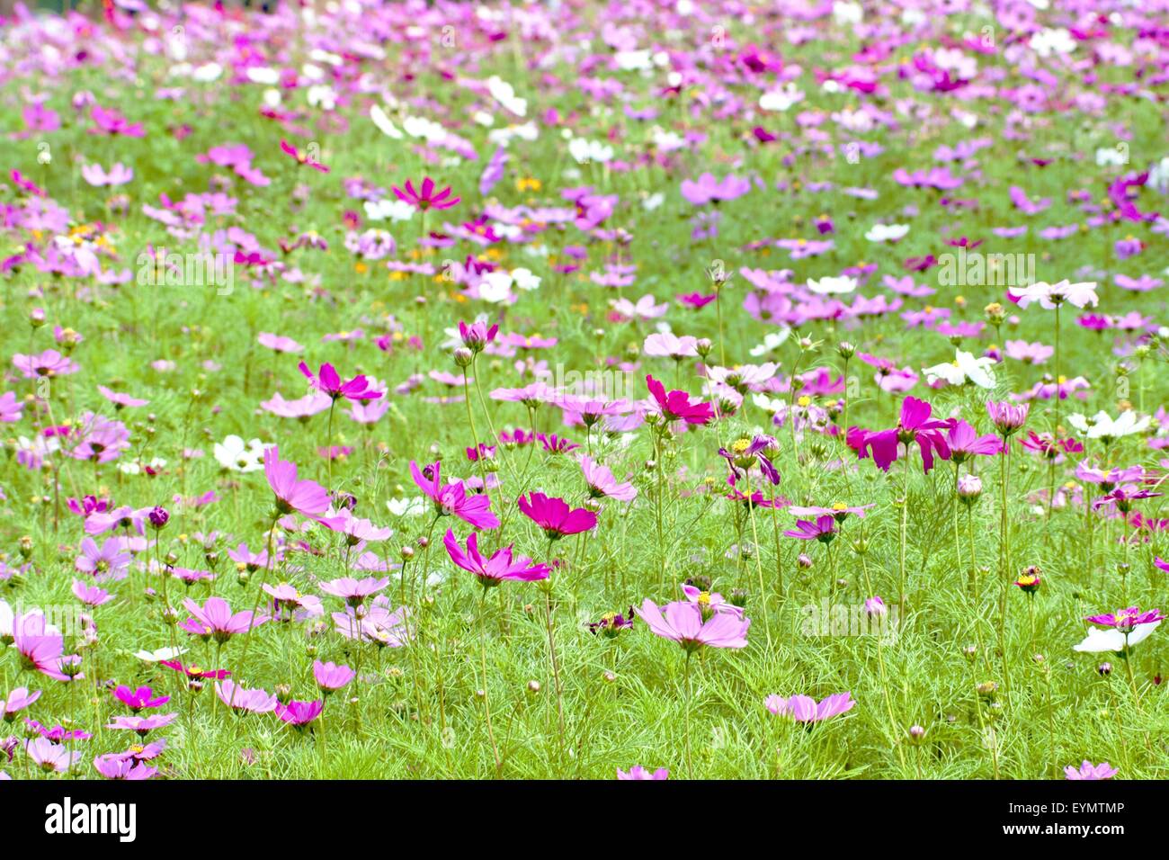 beautiful group field of bloom flowers Cosmos bipinnatus Stock Photo ...