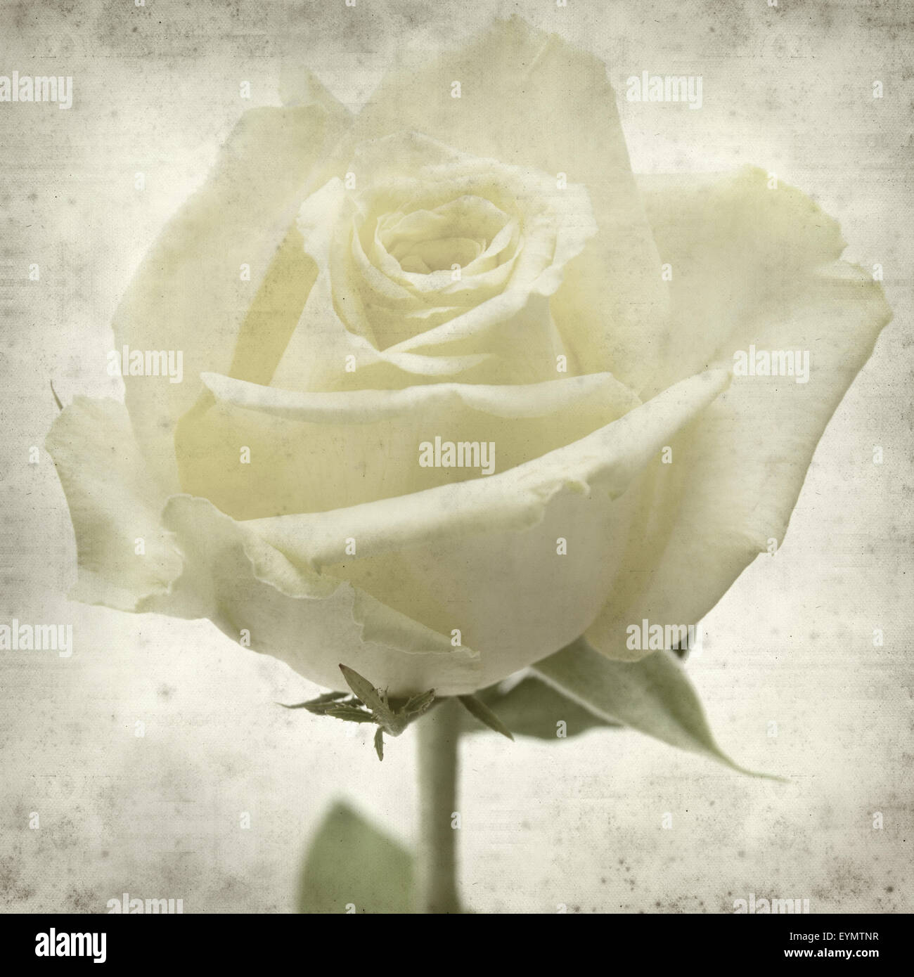 textured old paper background with pale yellow rose Stock Photo - Alamy