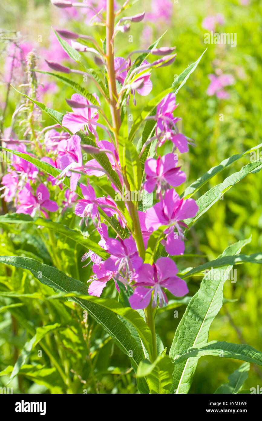 Wild flower willowweed on green grass background Stock Photo - Alamy
