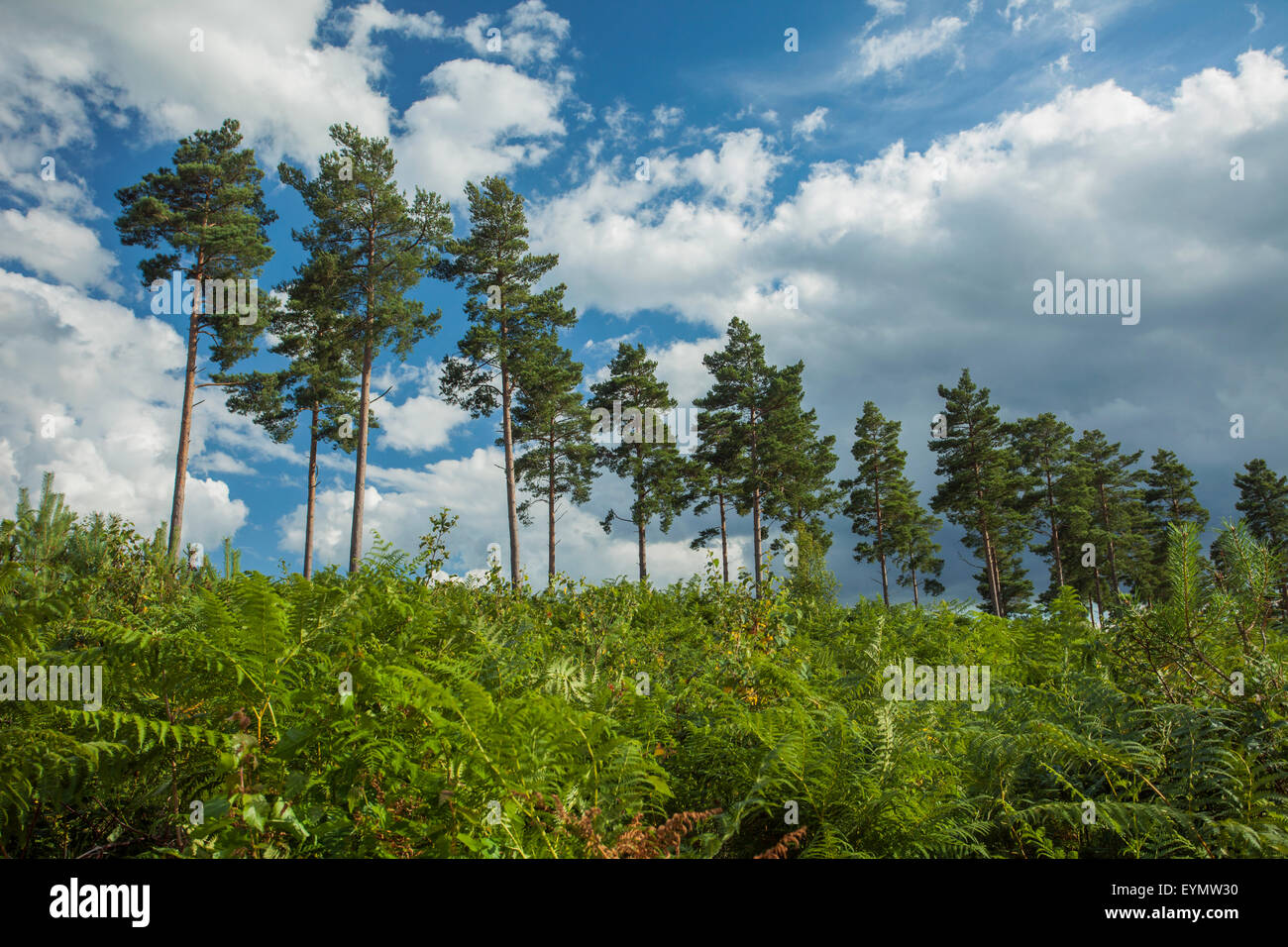 Summer afternoon at Lavington Common, West Sussex, England Stock Photo ...