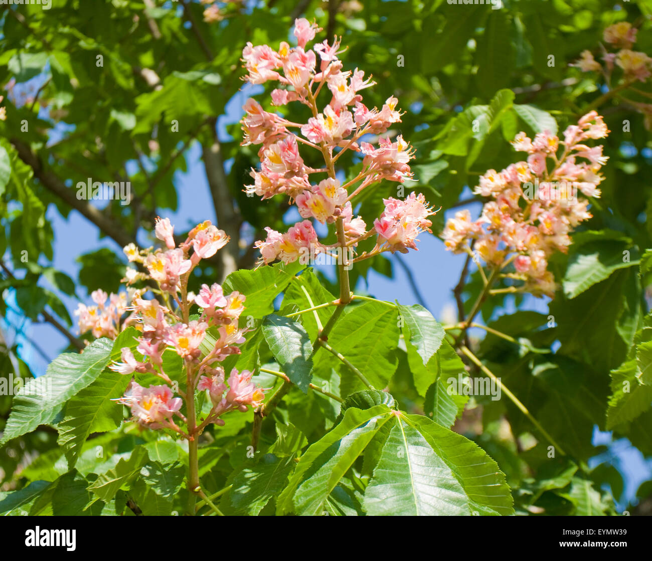 Three flowers of chestnut tree pink colour Stock Photo - Alamy