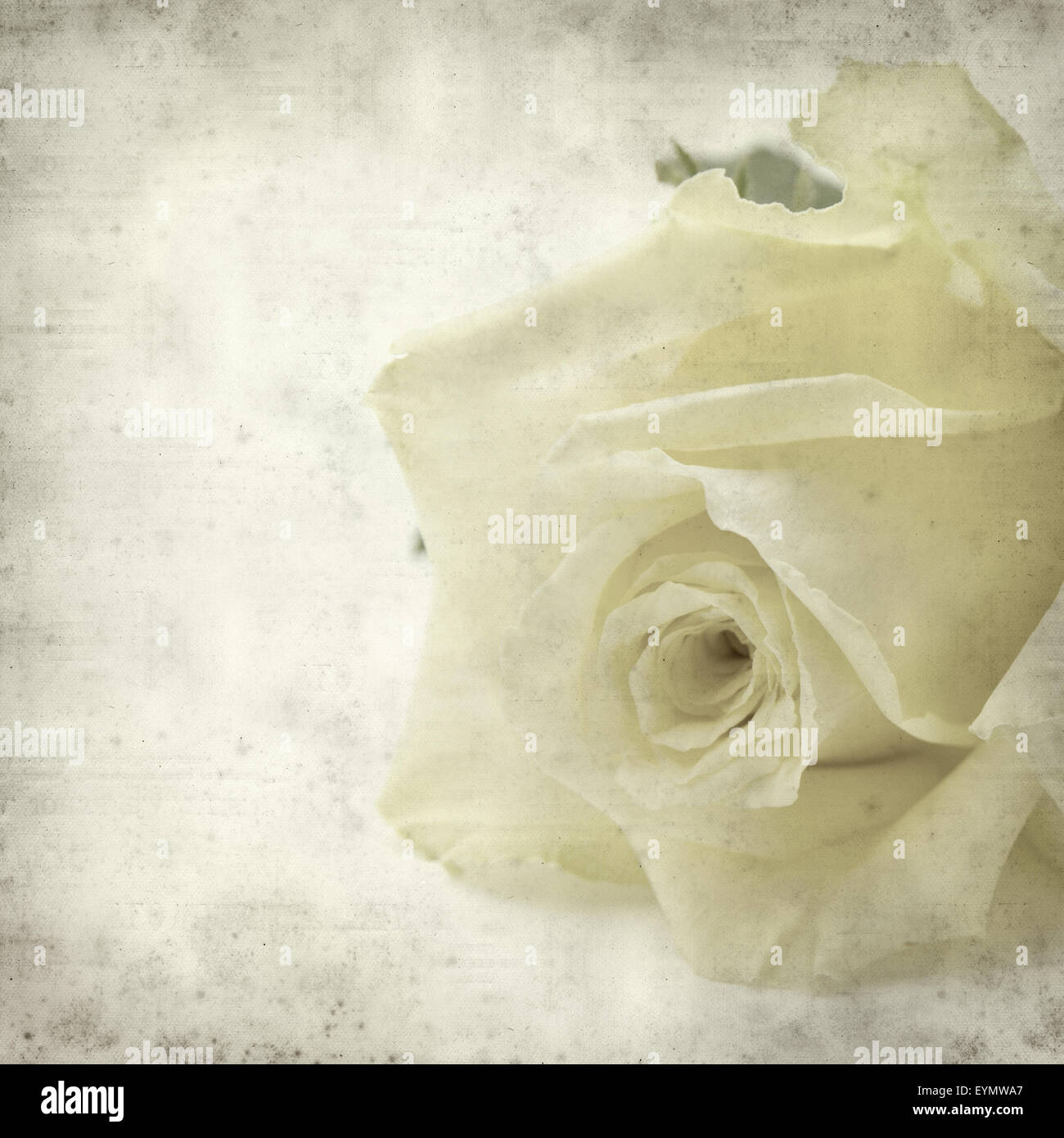 textured old paper background with pale yellow rose Stock Photo - Alamy