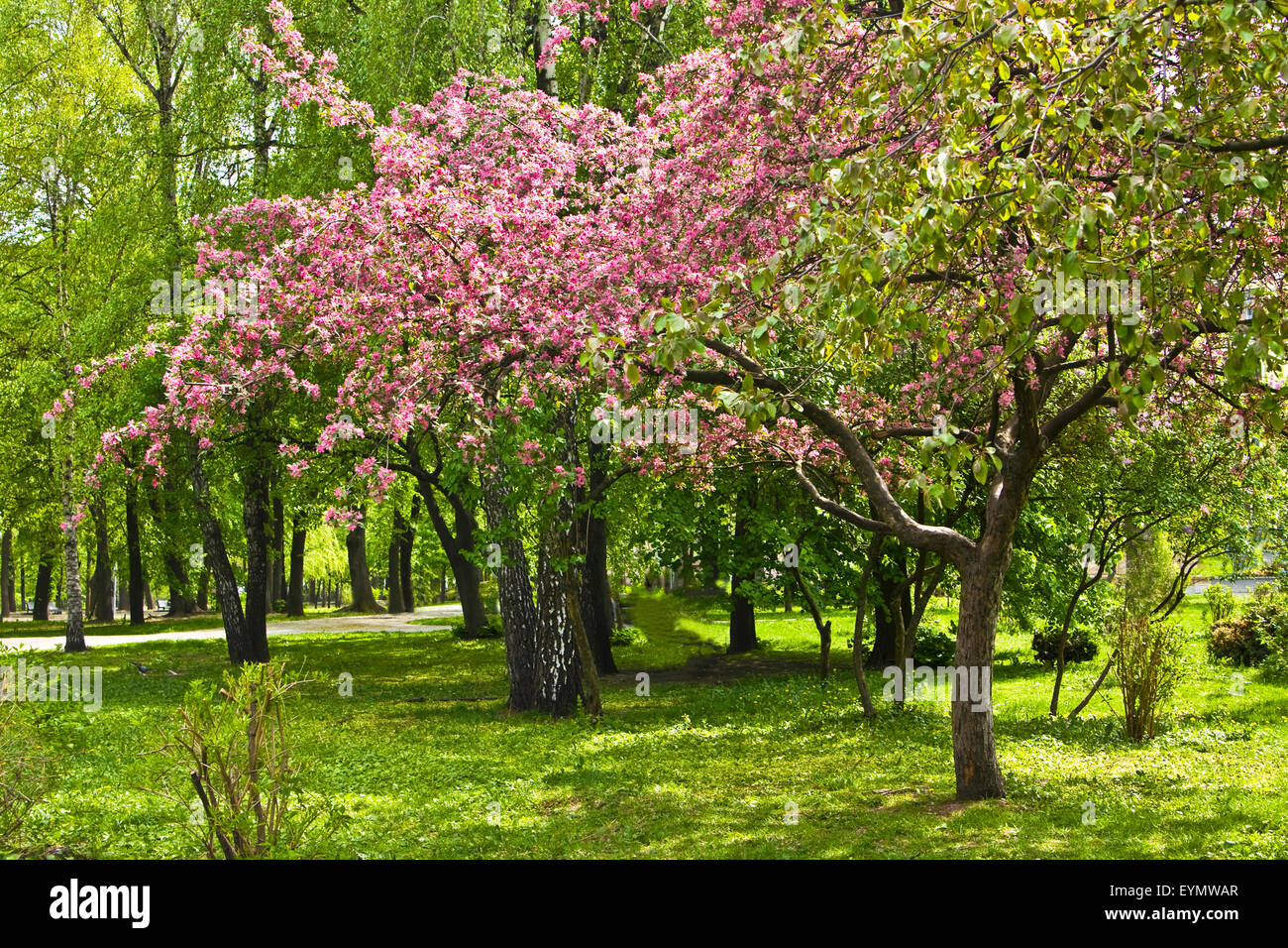 Spring landscape - pink cherry tree in blossom in garden Stock Photo ...