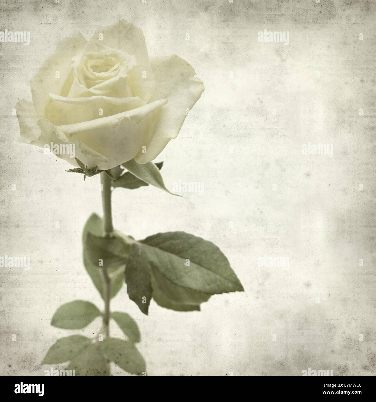 textured old paper background with pale yellow rose Stock Photo - Alamy