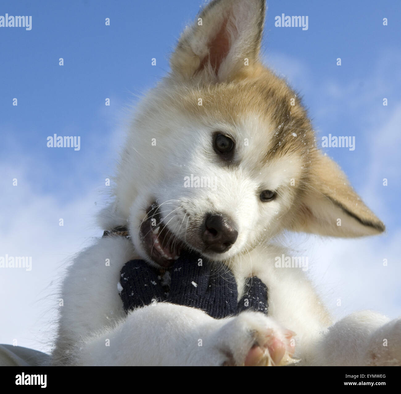 Alaskan; Malamut Stock Photo - Alamy