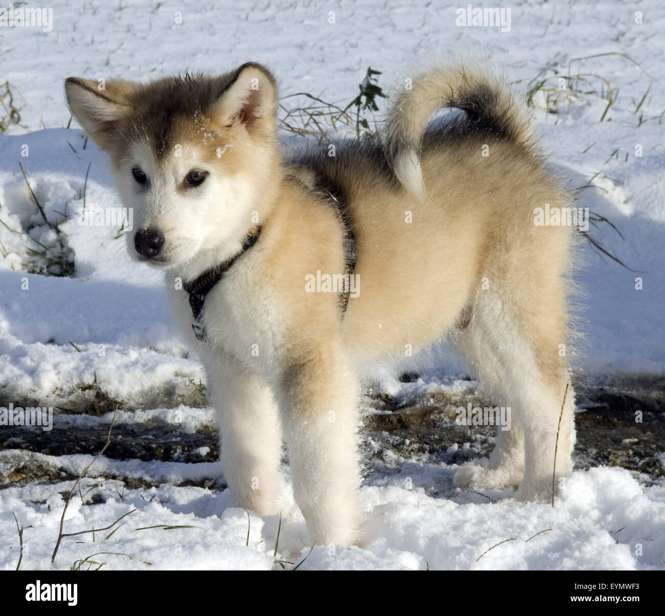 Alaskan; Malamut Stock Photo - Alamy