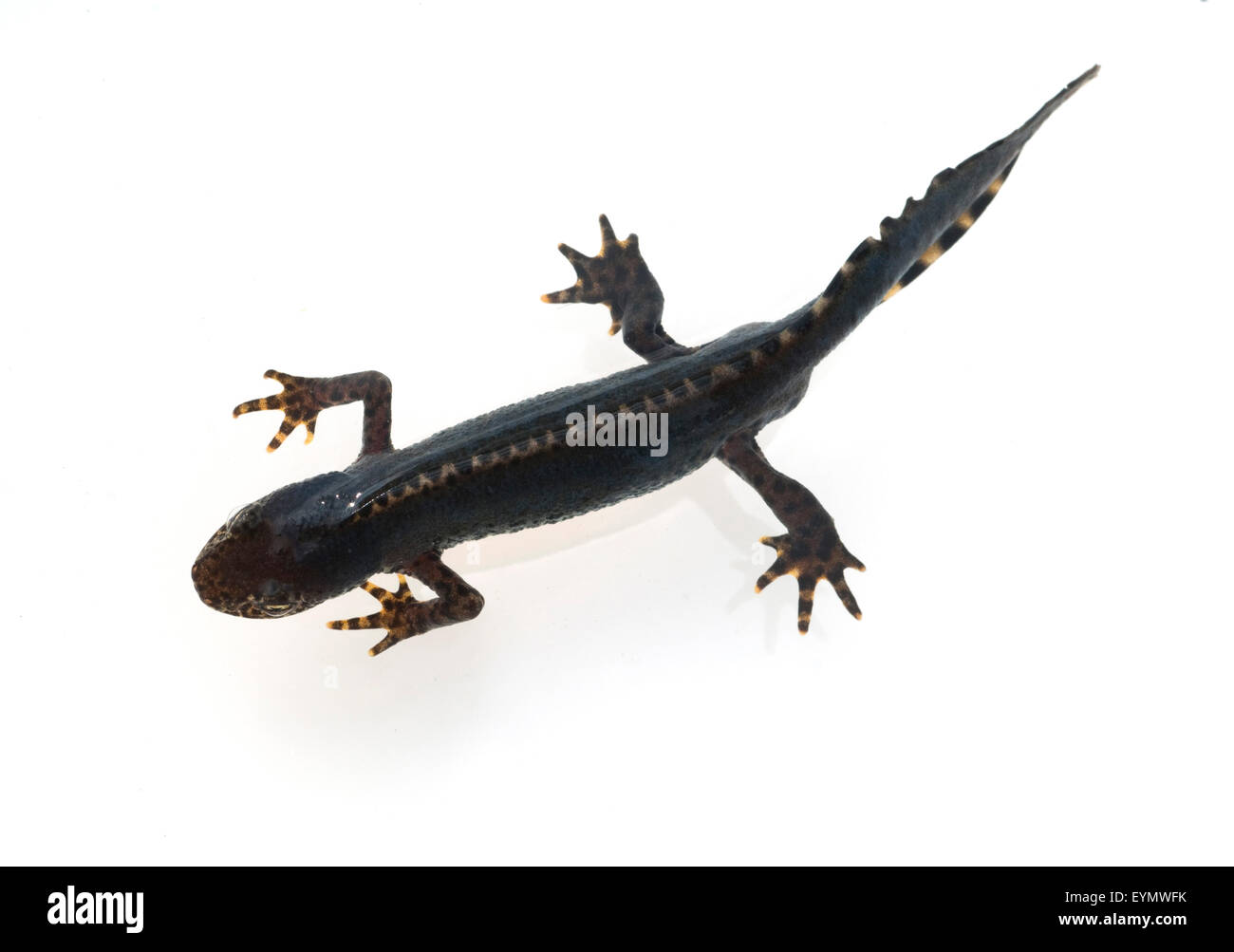 Bergmolch, Ichthyosaura alpestris Stock Photo - Alamy