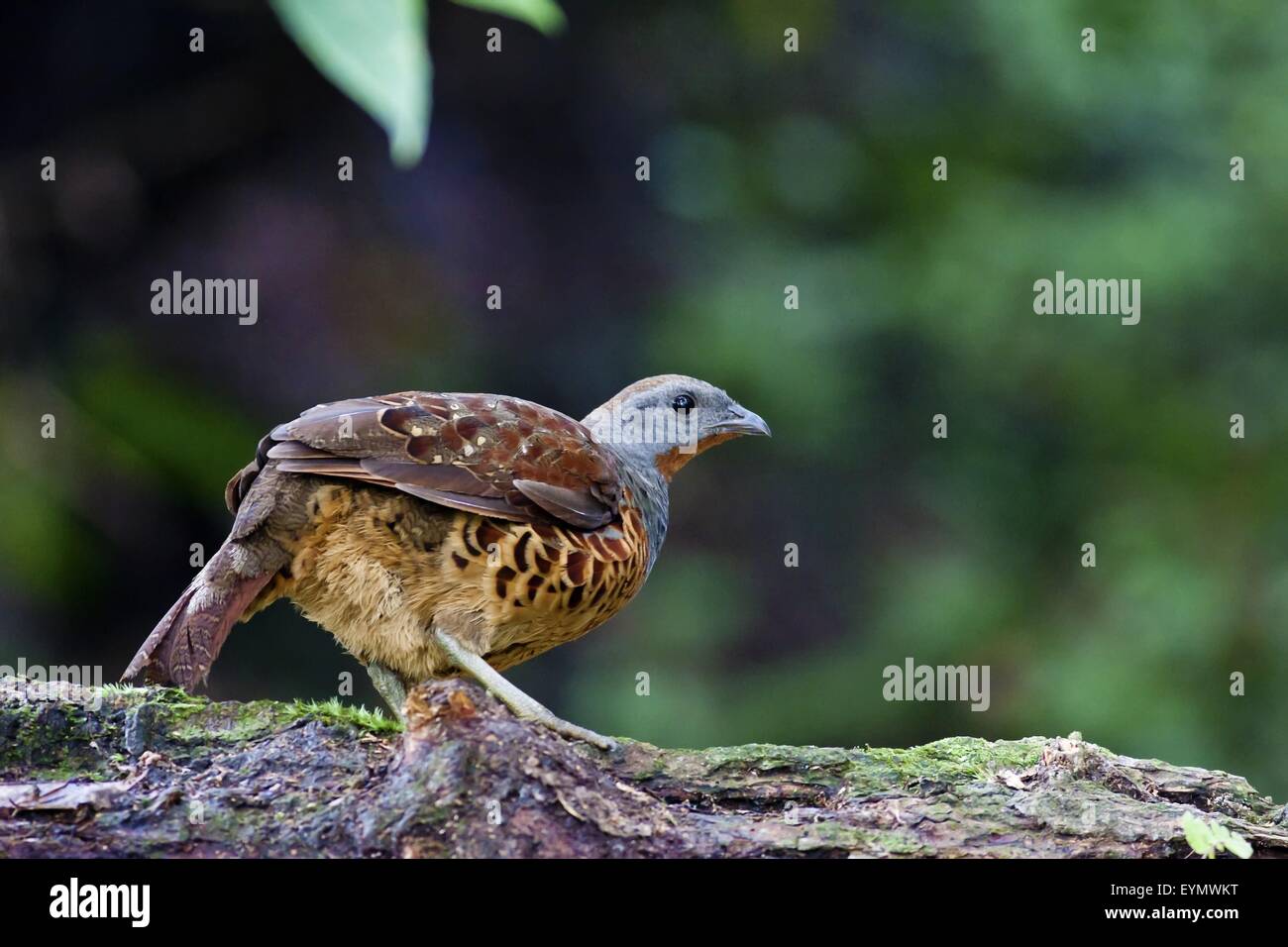 Chinese Bamboo Partridge High Resolution Stock Photography and Images ...