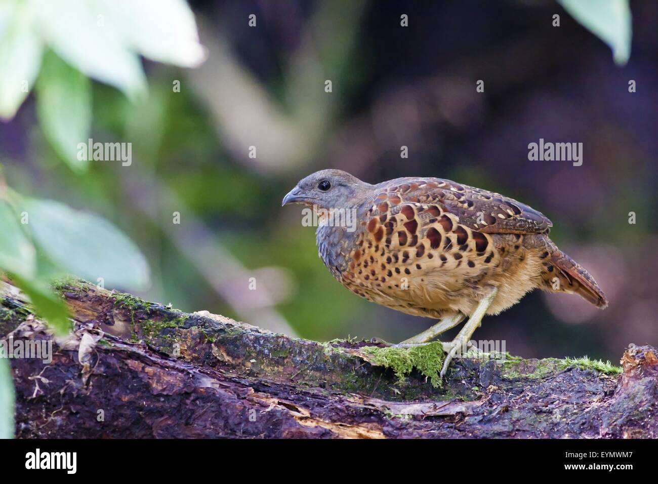 Red leg partridge hi-res stock photography and images - Alamy