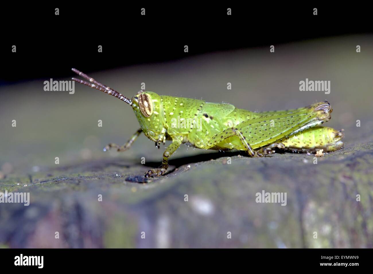 Locust lawn hi-res stock photography and images - Alamy