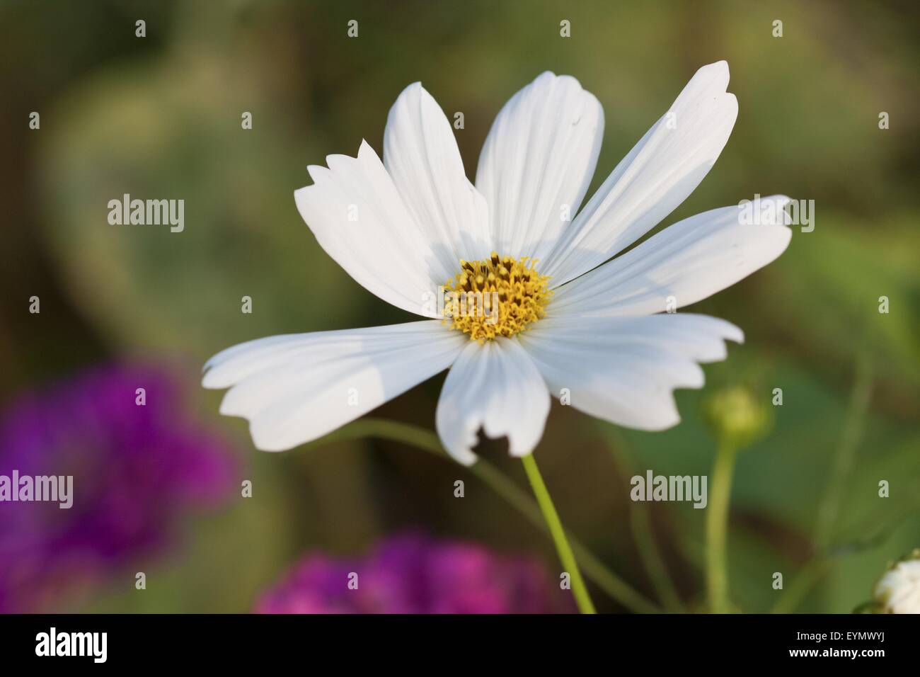 beautiful colorful flora bloom in nature in Taiwan,Asia Stock Photo - Alamy