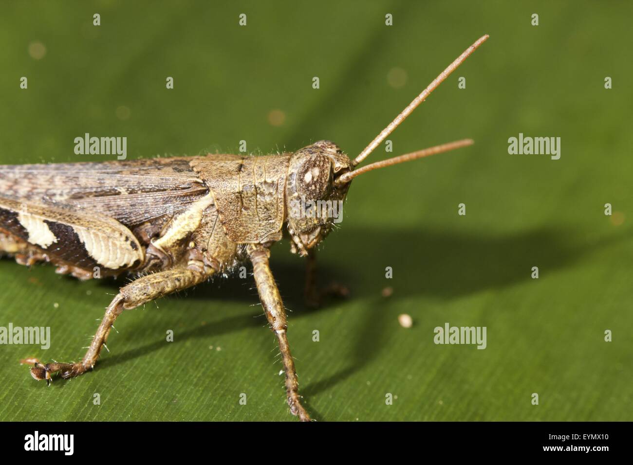 Asia locust hi-res stock photography and images - Alamy