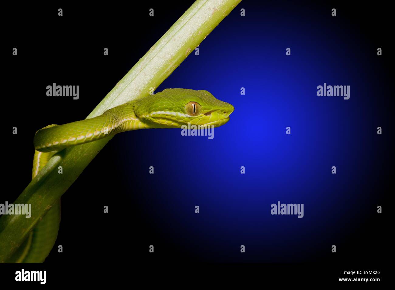 Bamboo pit viper snake hi-res stock photography and images - Alamy