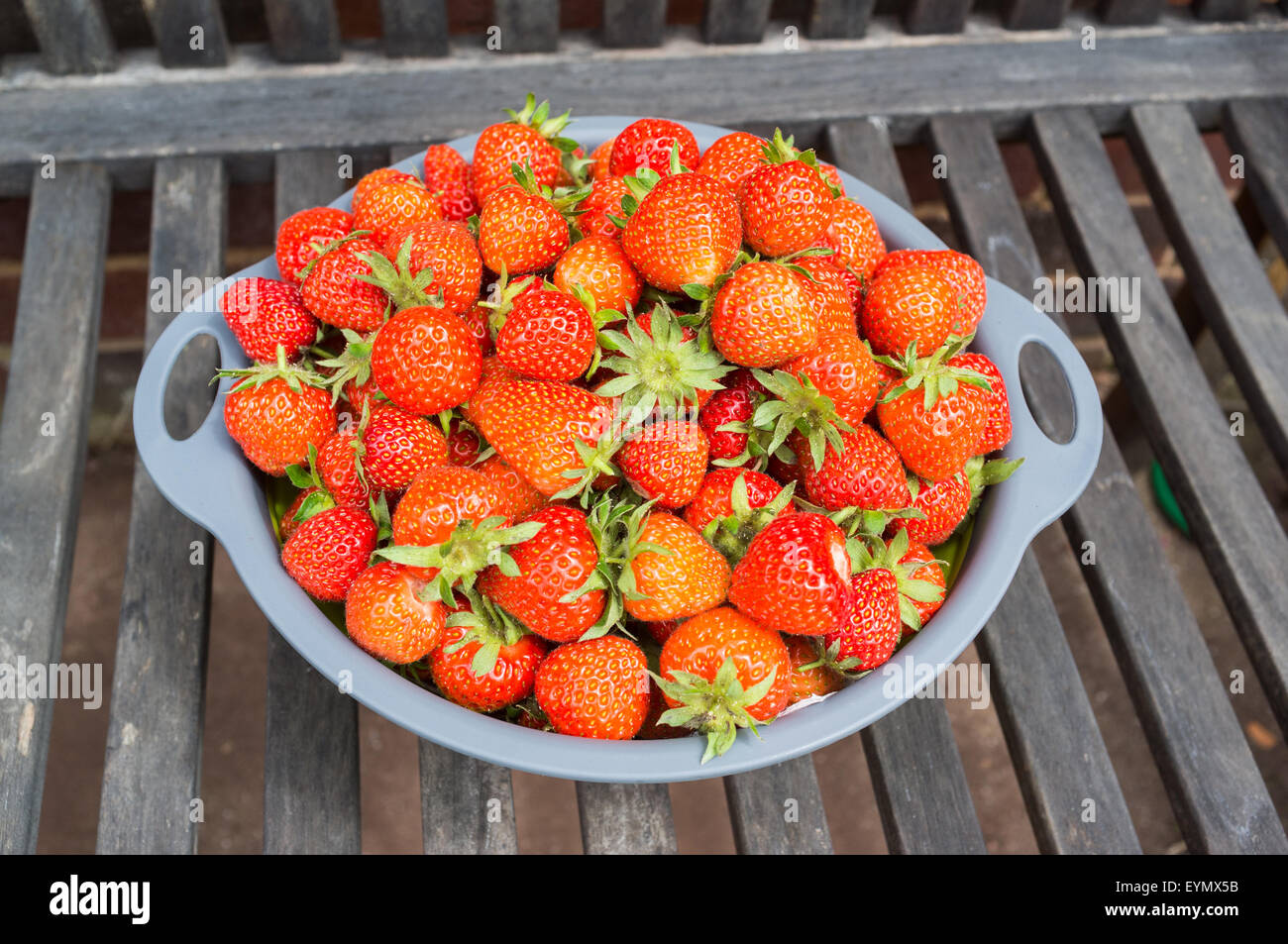 A colander of strawberries on a wooden garden seat after harvesting in ...
