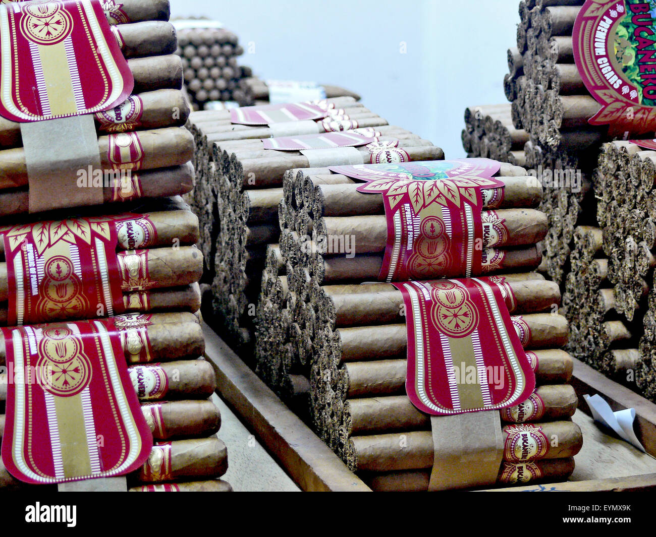 Panama, Central America, 2007. Cigars in a cigar factory Stock Photo ...