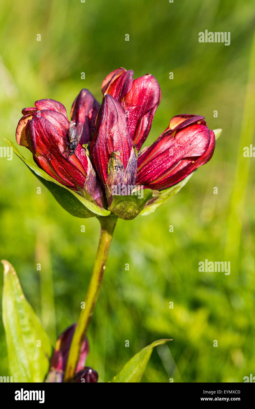Gentian Violet High Resolution Stock Photography and Images - Alamy