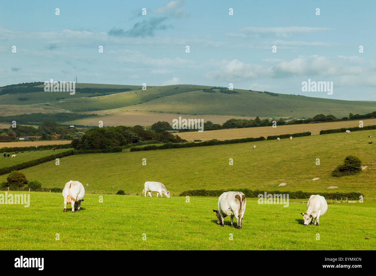 Summer afternoon on the South Downs near Rodmell, East Sussex, England ...