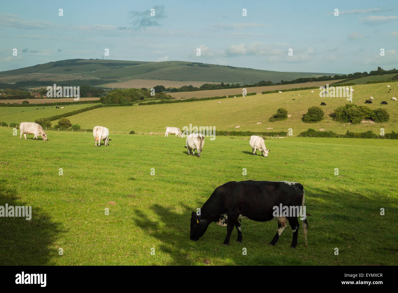 Summer afternoon on the South Downs near Rodmell, East Sussex, England ...
