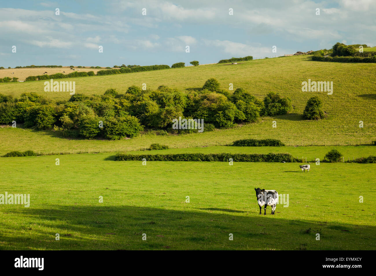 Summer afternoon on the South Downs near Rodmell, East Sussex, England ...