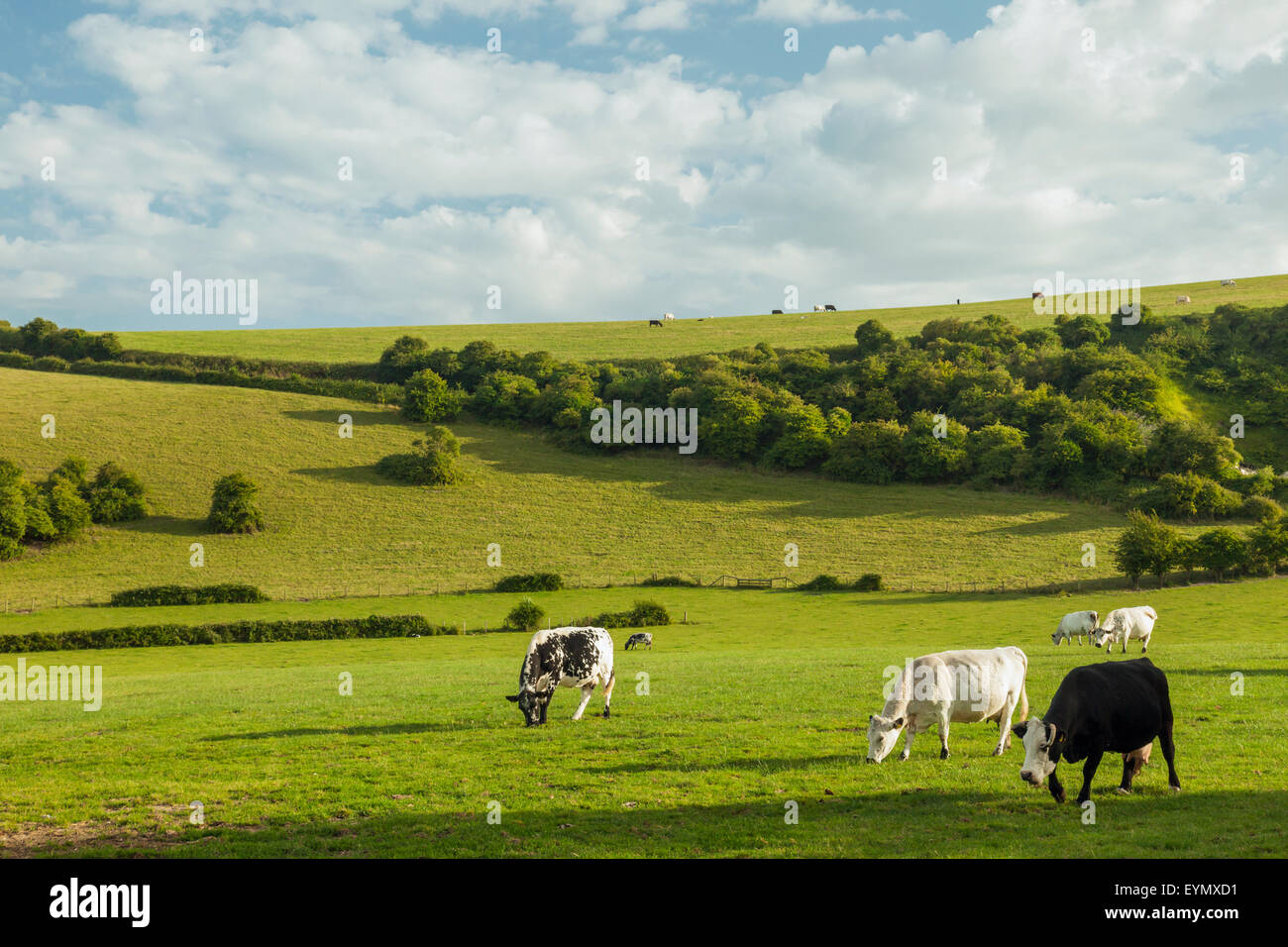 Summer afternoon on the South Downs near Rodmell, East Sussex, England ...