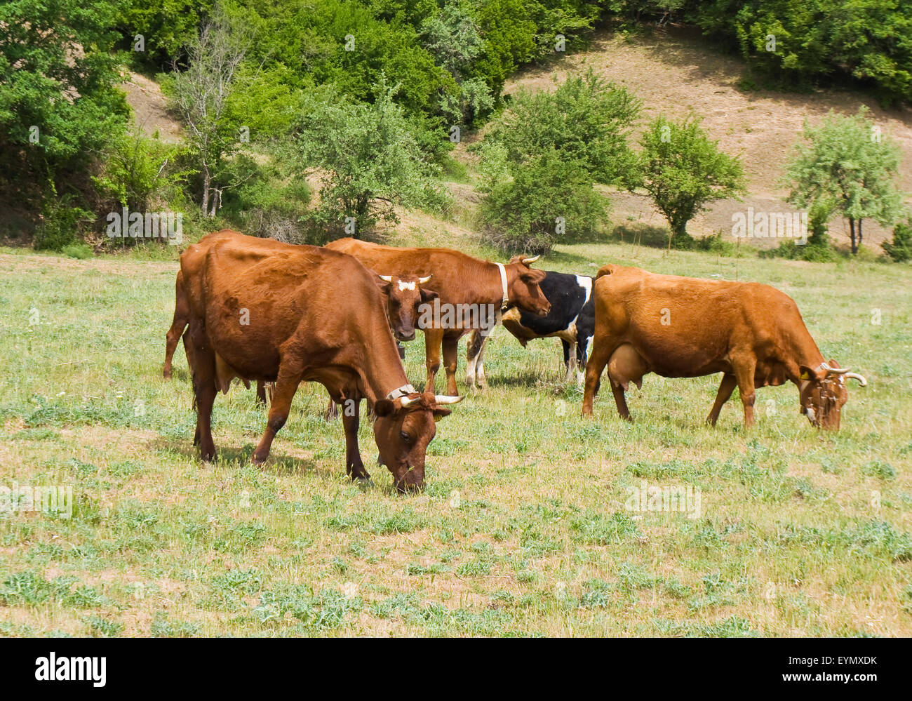 Herd of few bron cows walking on green meadow with trees around Stock ...