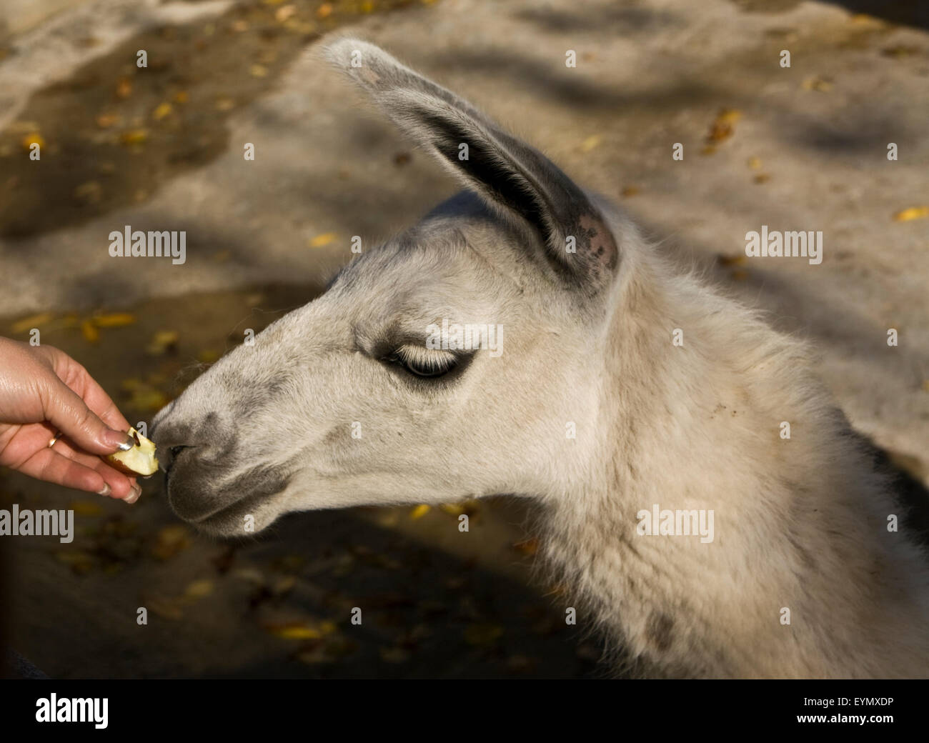 Head of white lama eating from man's hand, Moscow zoo. Lama alpaka ...
