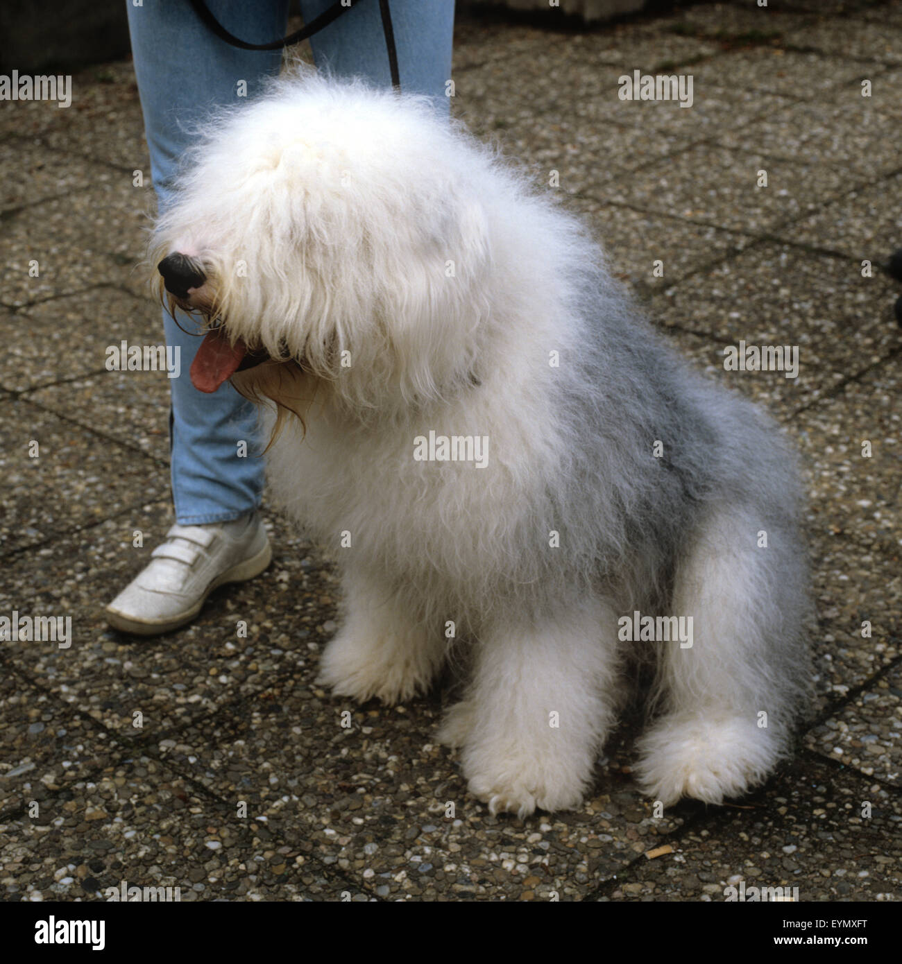 Bobtails hi-res stock photography and images - Alamy