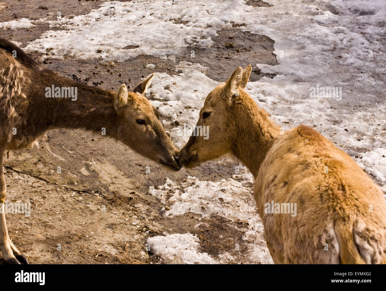 Two deers kissing each other Stock Photo - Alamy