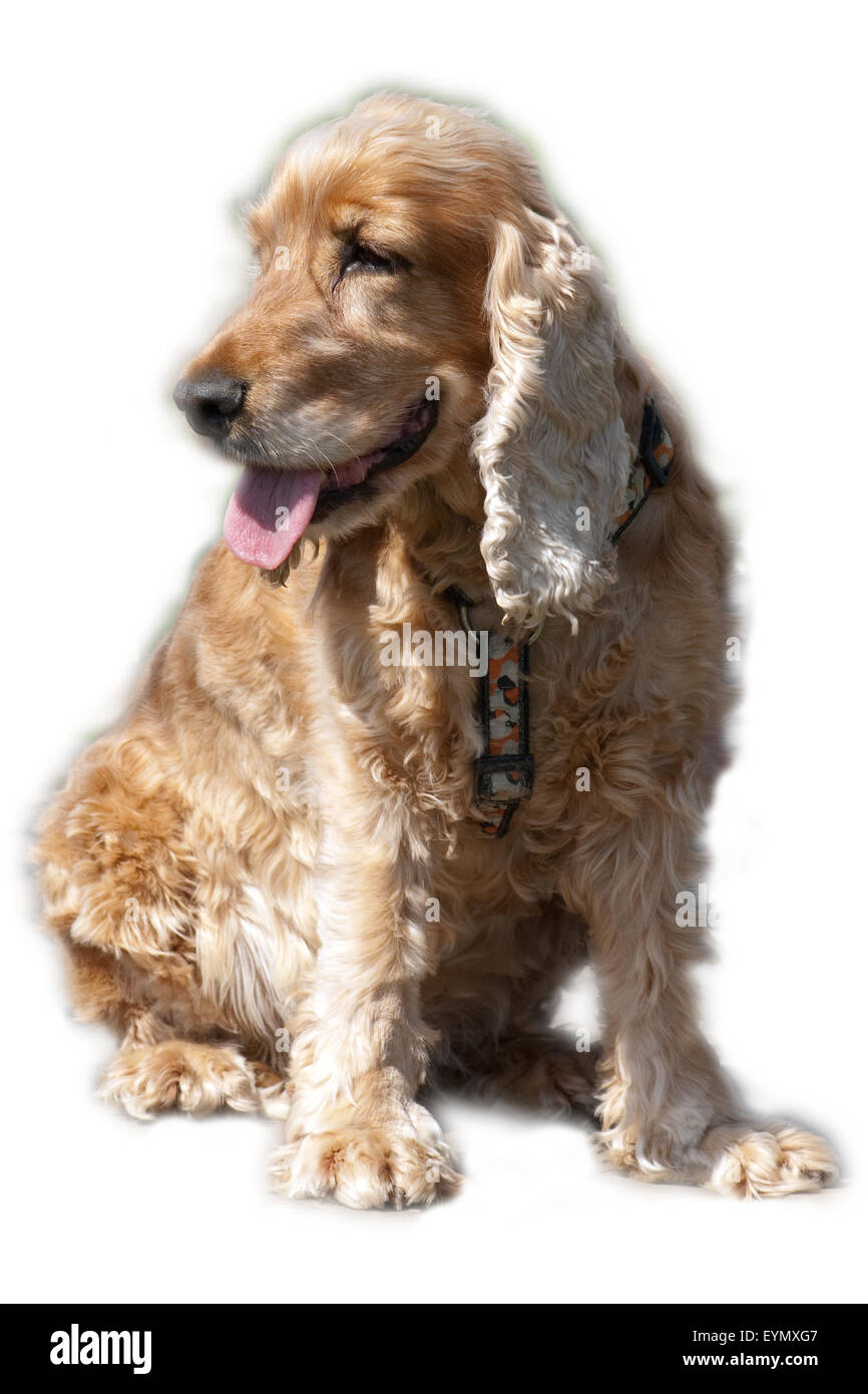 Cocker, Spaniel, Roter, Cocker-Spaniel Stock Photo - Alamy