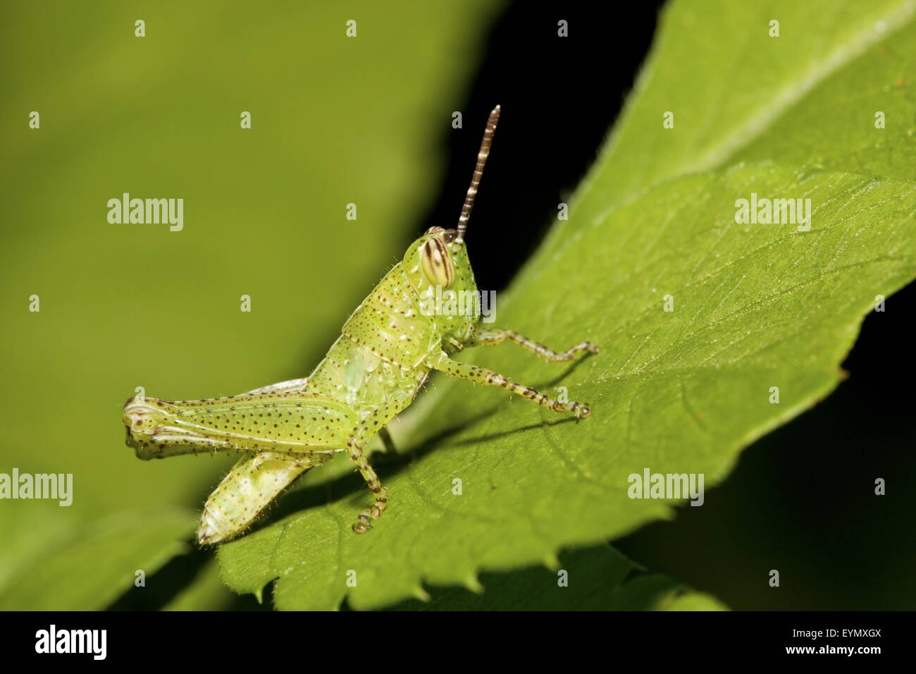 Insect leg muscle hi-res stock photography and images - Alamy