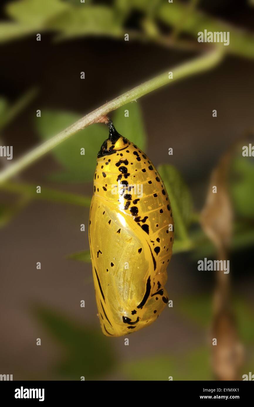 chrysalis of butterfly in summer in Taiwan,Asia Stock Photo - Alamy
