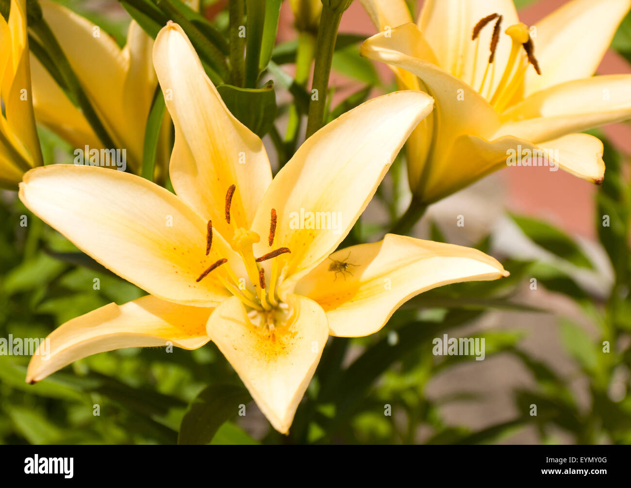 One big flower lily of orange colour Stock Photo - Alamy