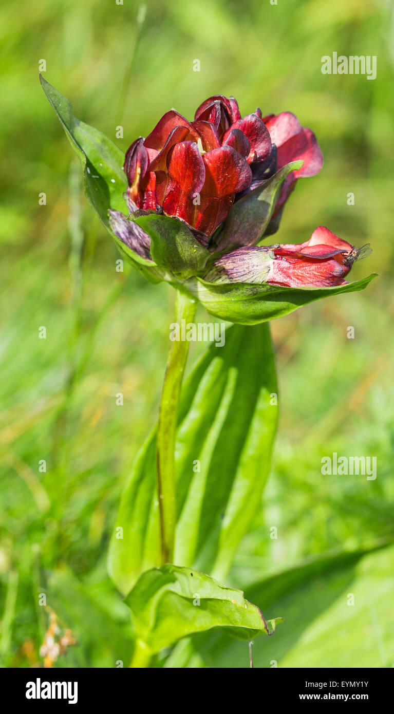 Gentiana purpurea L. (Genziana rossa). Red Gentian. Bernese meadow ...