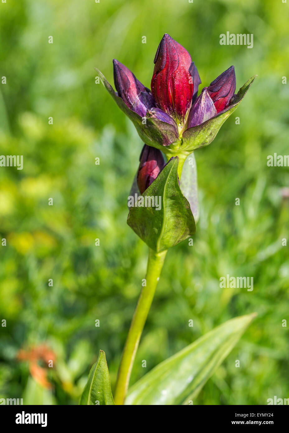 Genziana rossa hi-res stock photography and images - Alamy