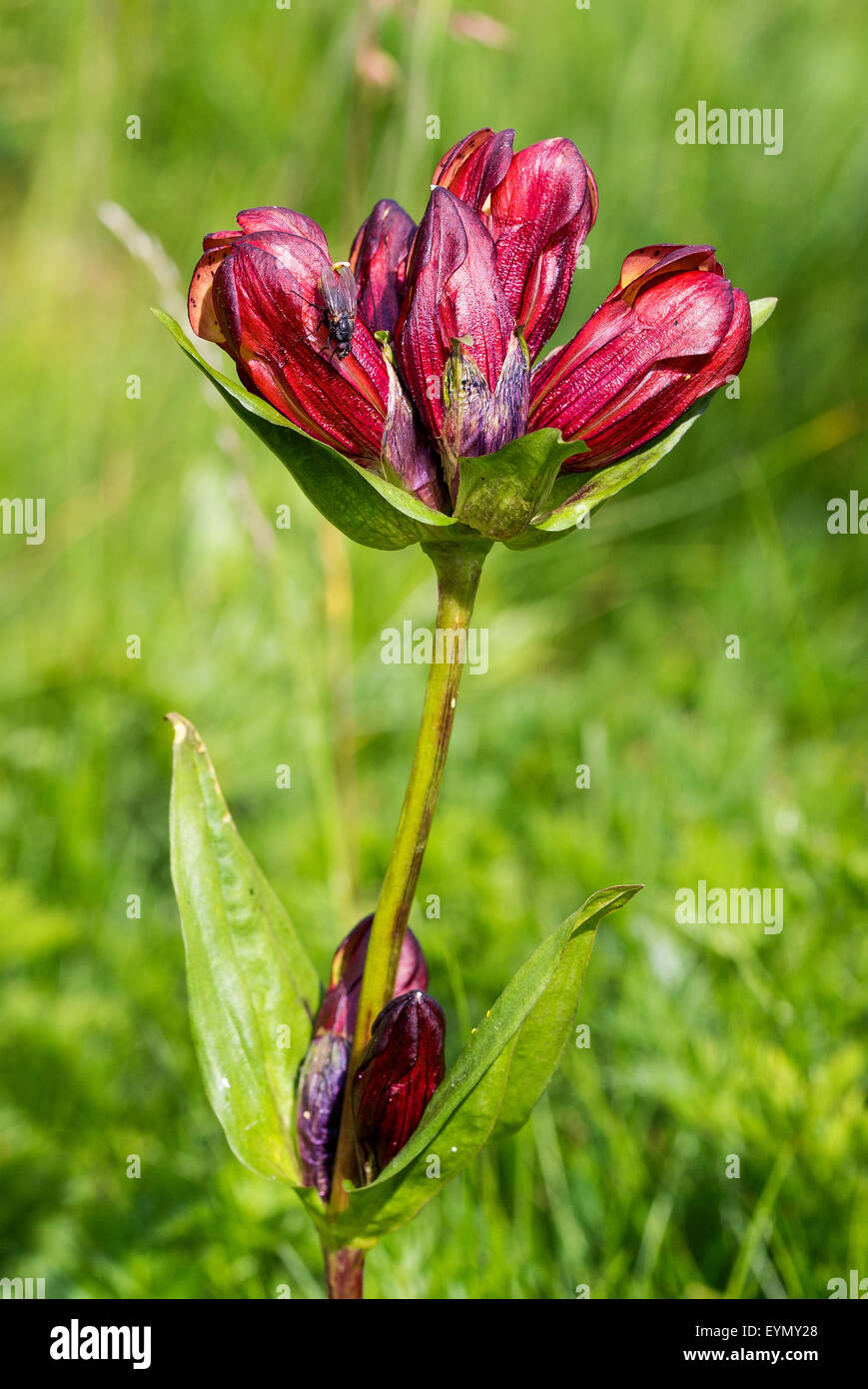 Gentiana purpurea L. (Genziana rossa). Red Gentian. Bernese meadow ...