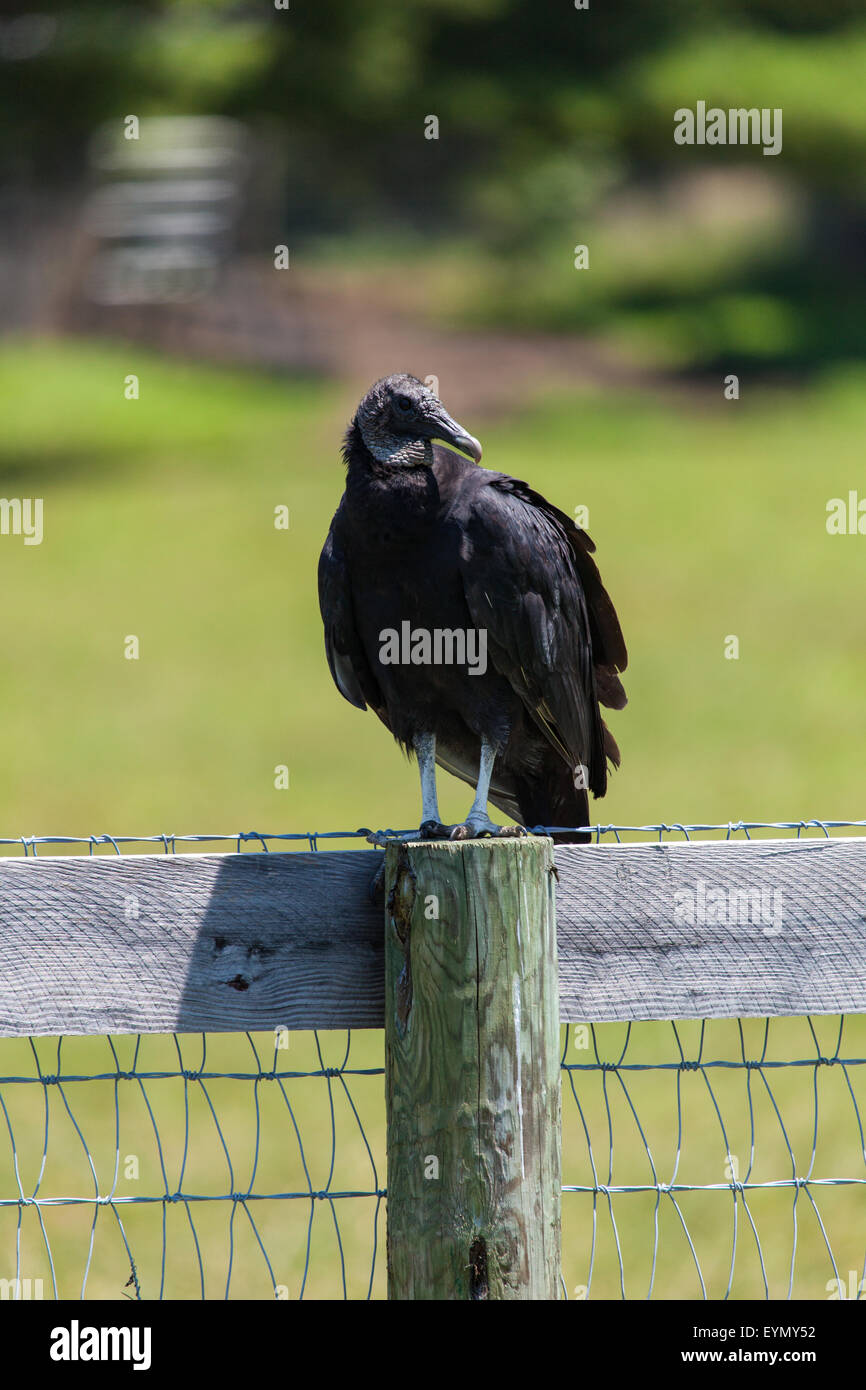 Featherless Birds High Resolution Stock Photography and Images - Alamy