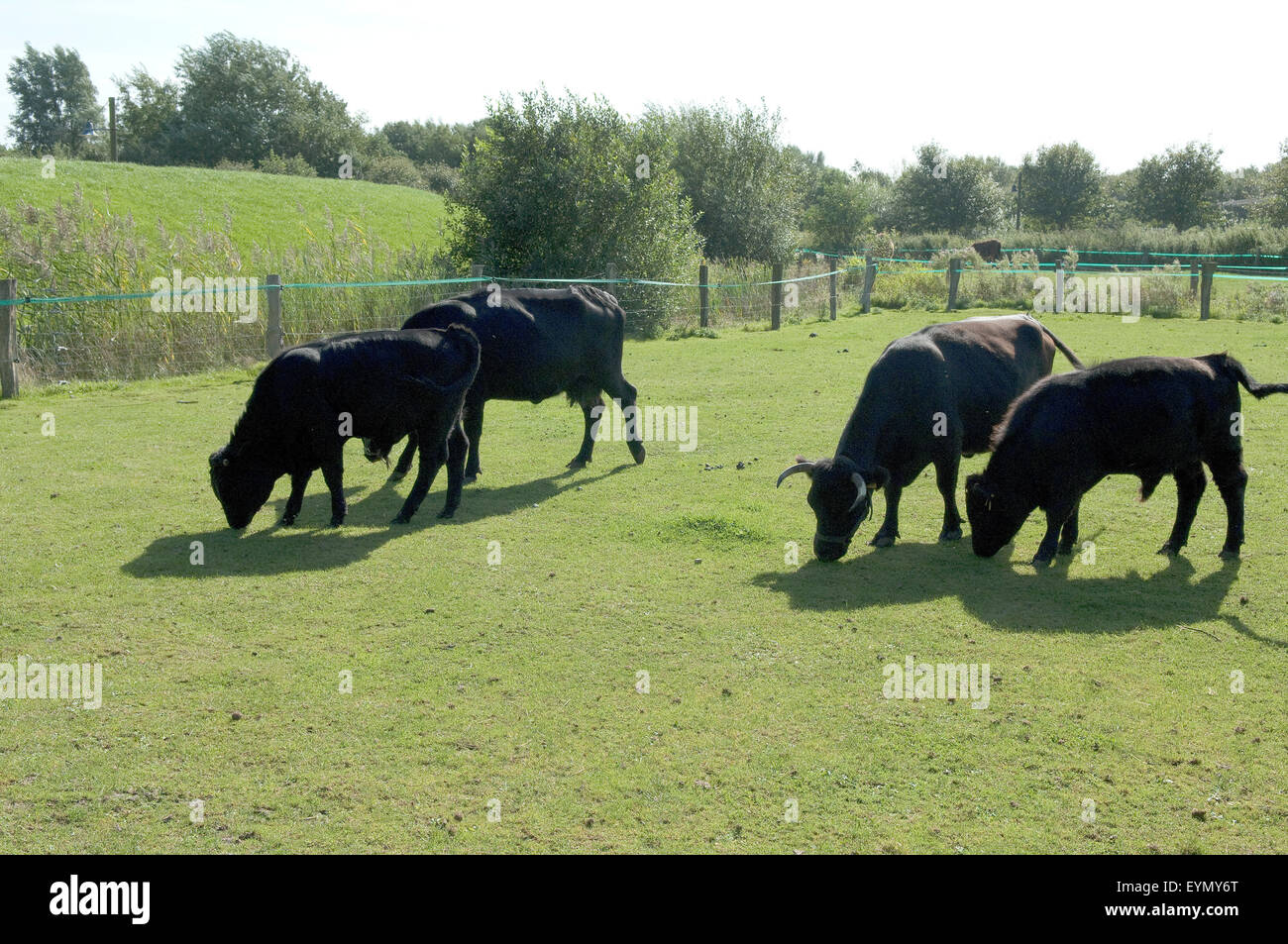 Wirbeltiere hi-res stock photography and images - Alamy